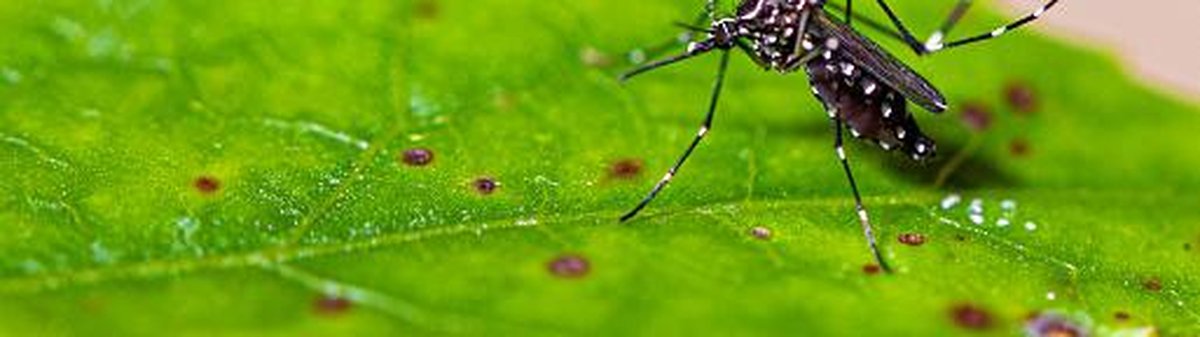 Risco De Dengue Na Europa Cresce Com Mudanças Climáticas Tecmundo